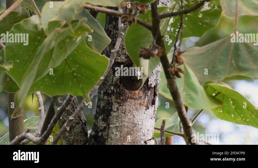 Bird peeking nest hole tree Stock Videos & Footage - HD and 4K Video ...