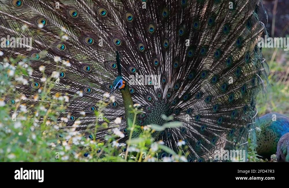 Java green peafowl pavo muticus Stock Videos & Footage - HD and 4K ...