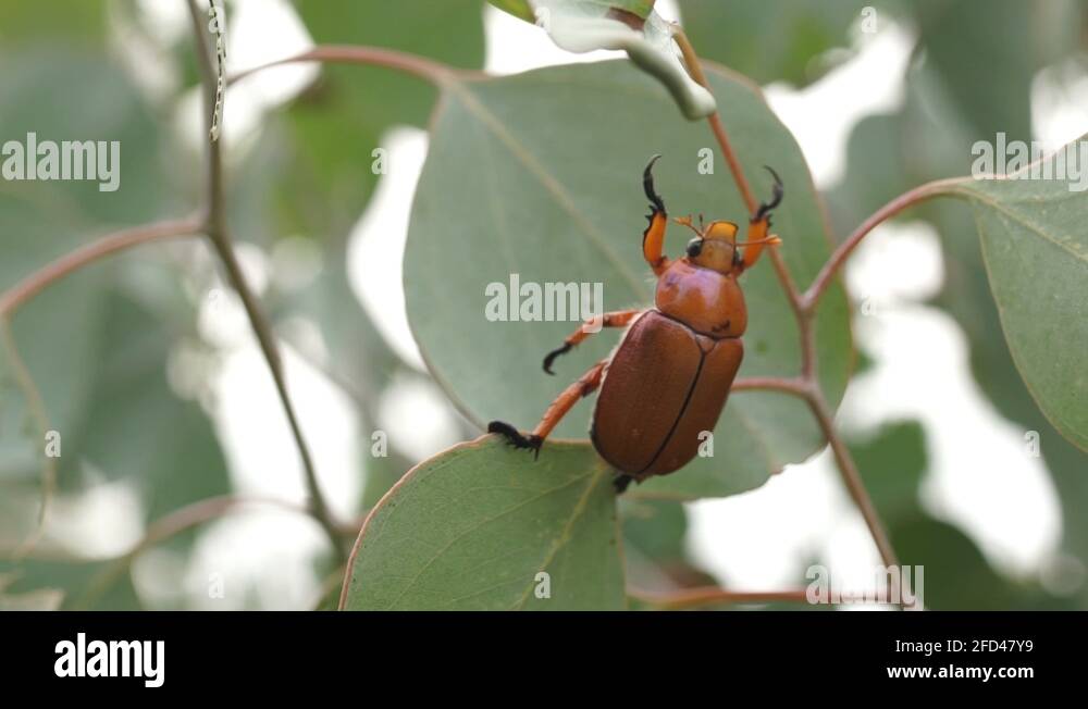 Gum tree bug Stock Videos & Footage - HD and 4K Video Clips - Alamy
