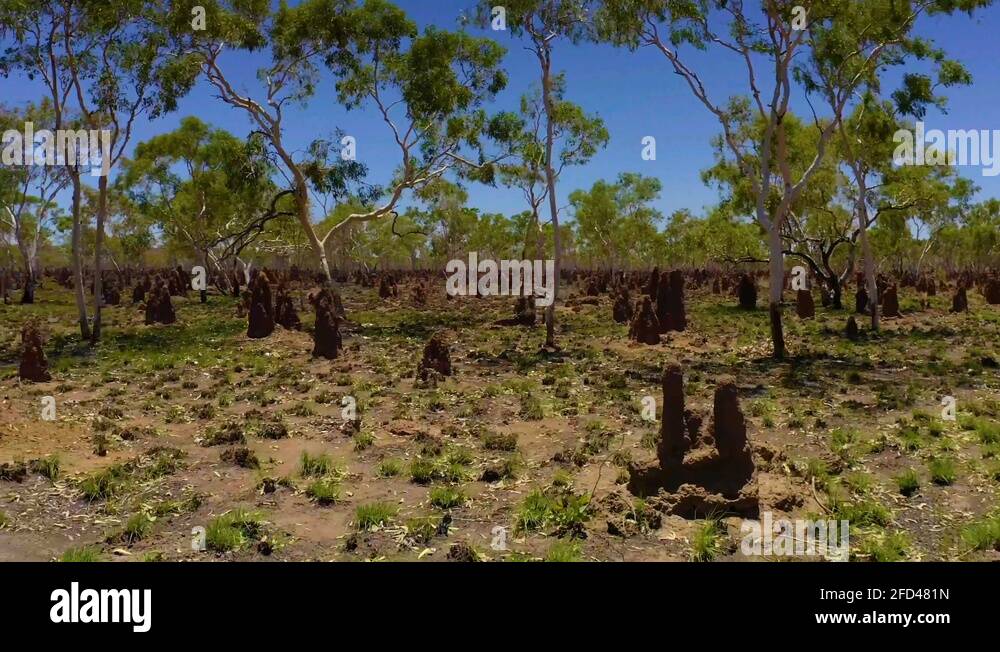 Anthills Stock Videos & Footage - HD and 4K Video Clips - Alamy