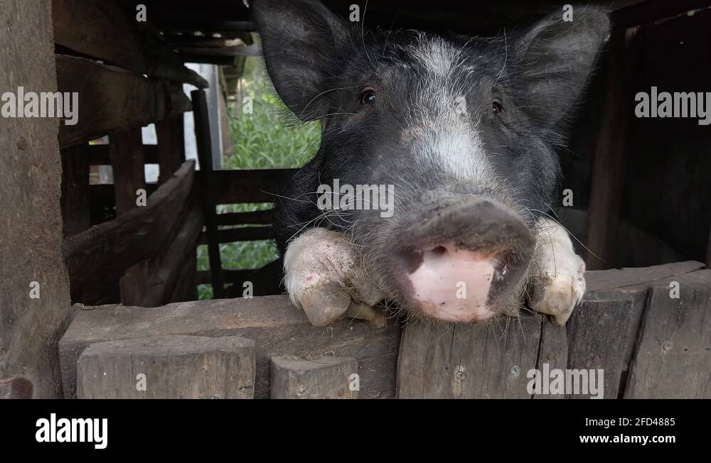 Peeking pig Stock Videos & Footage - HD and 4K Video Clips - Alamy