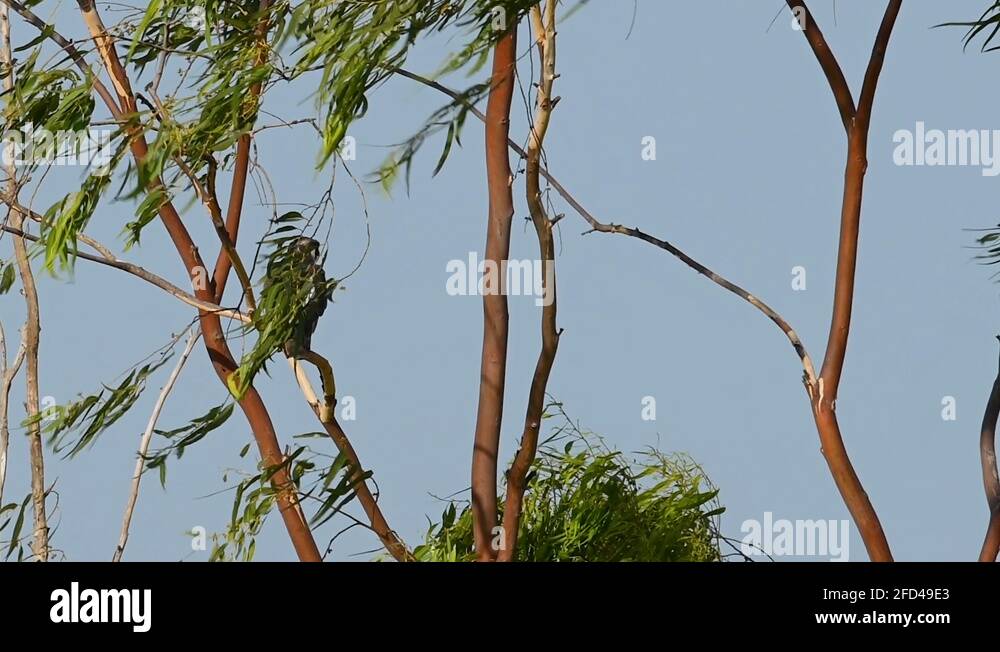 Migration of peregrine falcons Stock Videos & Footage - HD and 4K Video ...