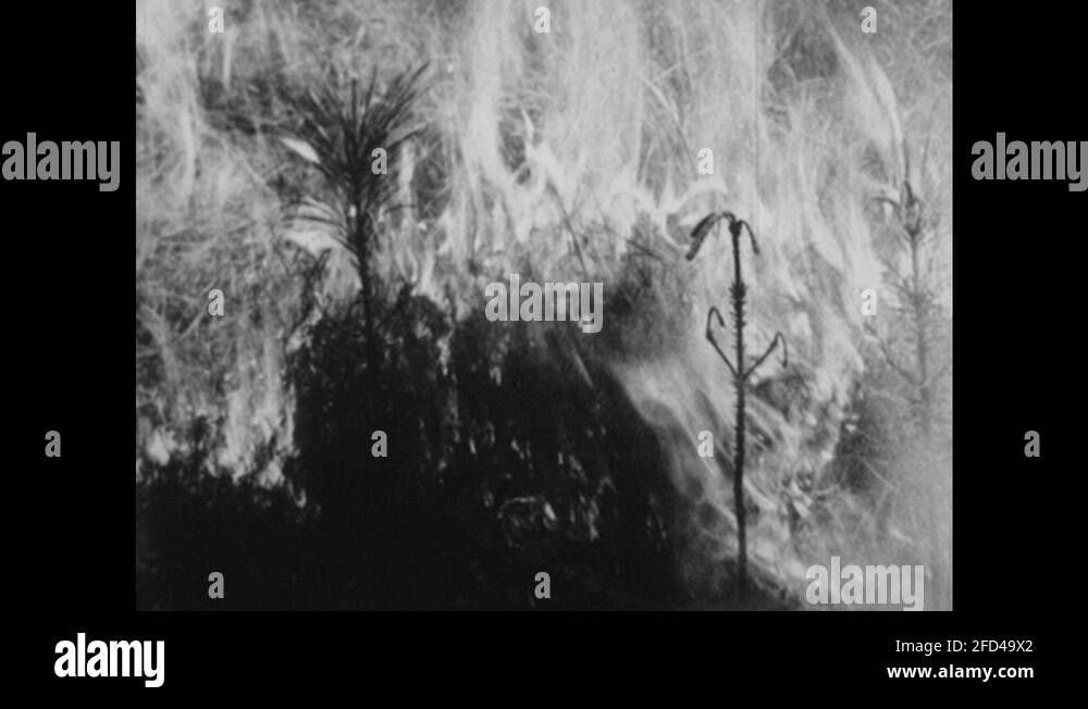 Burnt seedlings Stock Videos & Footage - HD and 4K Video Clips - Alamy