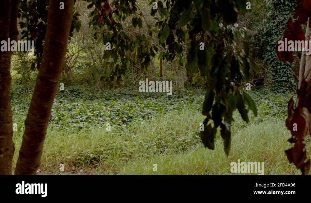 Temperate zone plants Stock Videos & Footage - HD and 4K Video Clips ...