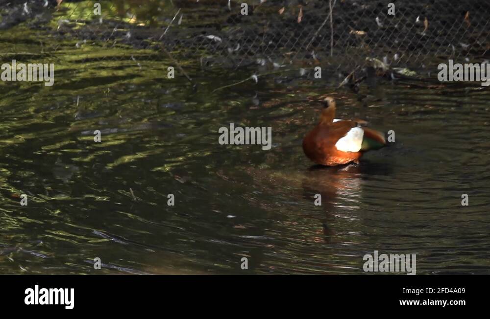 Duck in a zoo Stock Videos & Footage - HD and 4K Video Clips - Alamy