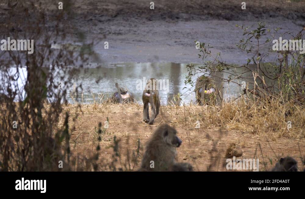 Monkeys safari africa kenya wildlife animals nature Stock Videos ...