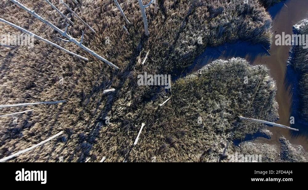 Ghost tree Stock Videos & Footage - HD and 4K Video Clips - Alamy