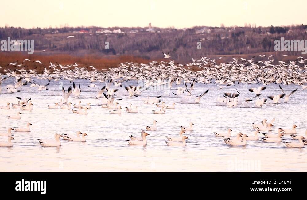 Snow geese migration Stock Videos & Footage - HD and 4K Video Clips - Alamy