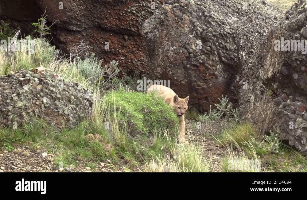 Puma cub Stock Videos & Footage - HD and 4K Video Clips - Alamy