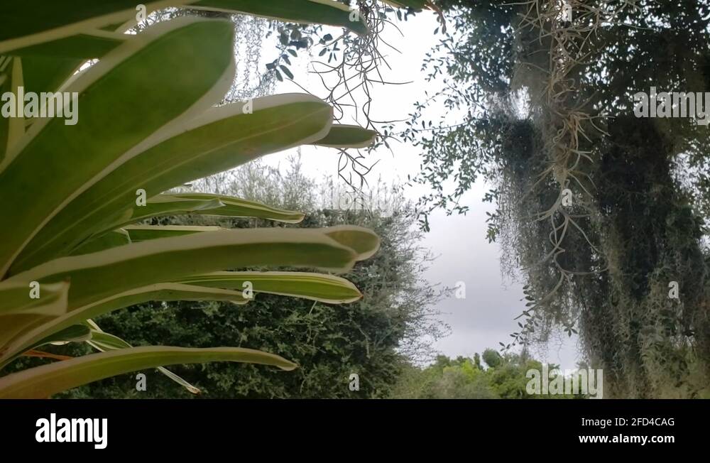 Dangling from a tree Stock Videos & Footage - HD and 4K Video Clips - Alamy