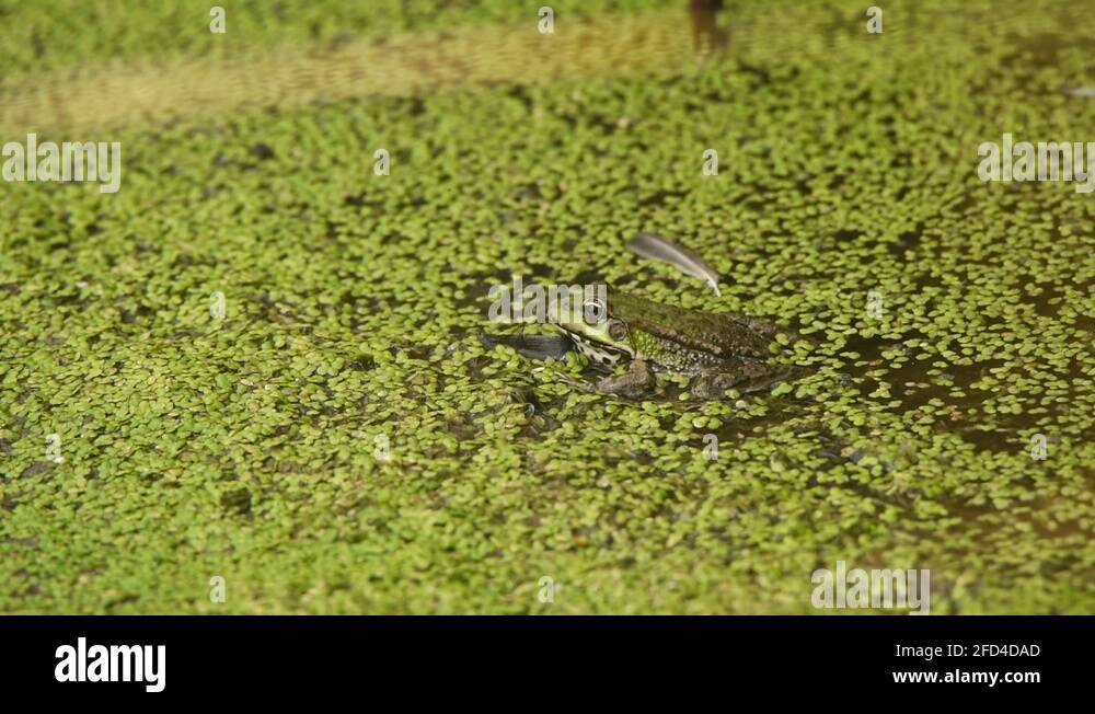 Amphibian pool Stock Videos & Footage - HD and 4K Video Clips - Alamy