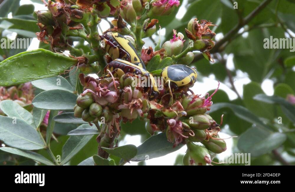 Eating beetles Stock Videos & Footage - HD and 4K Video Clips - Alamy