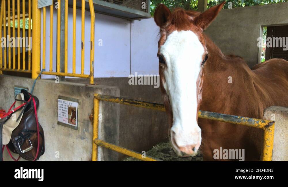 Horse yards Stock Videos & Footage - HD and 4K Video Clips - Alamy