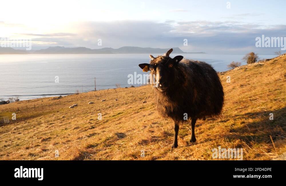 Nervous sheep Stock Videos & Footage - HD and 4K Video Clips - Alamy