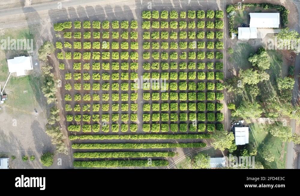 Mango farm australia Stock Videos & Footage - HD and 4K Video Clips - Alamy