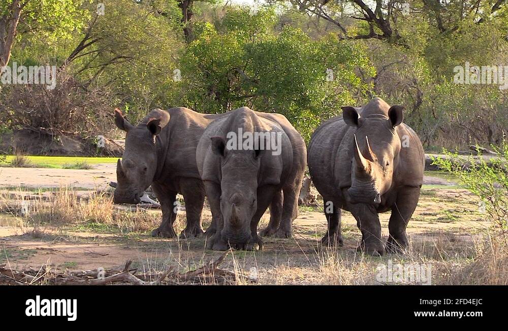 Three horned rhino Stock Videos & Footage - HD and 4K Video Clips - Alamy
