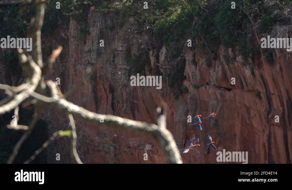 Macaws flying in rainforest Stock Videos & Footage - HD and 4K Video ...