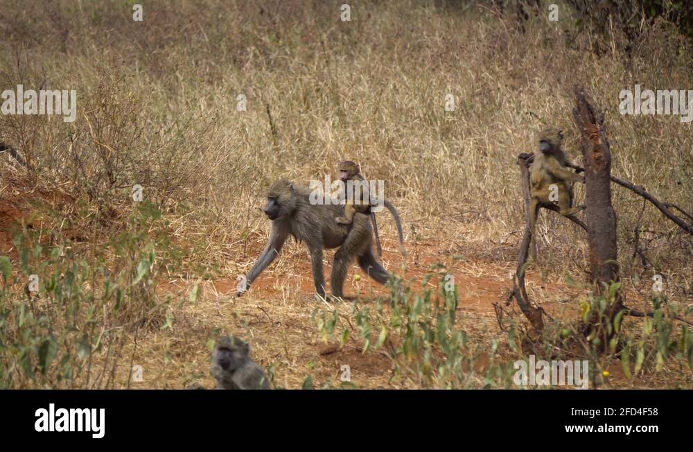 Baboon Monkey Baby on Back of His Mother While She Walking in African ...