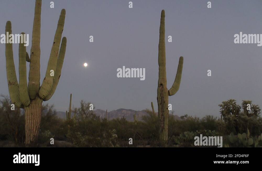 Moon cactus Stock Videos & Footage - HD and 4K Video Clips - Alamy