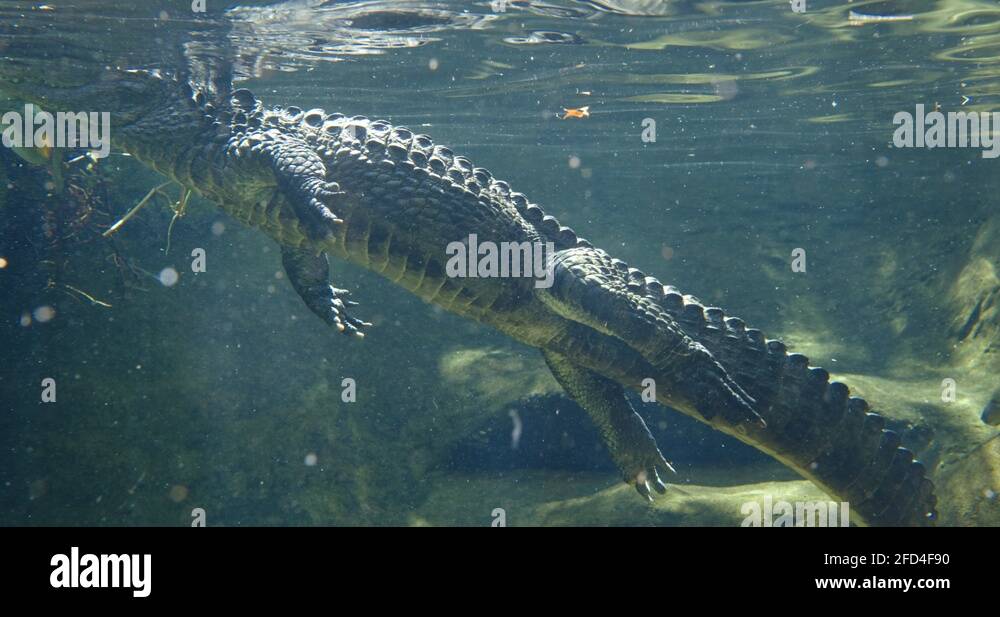 Alligator water tank Stock Videos & Footage - HD and 4K Video Clips - Alamy