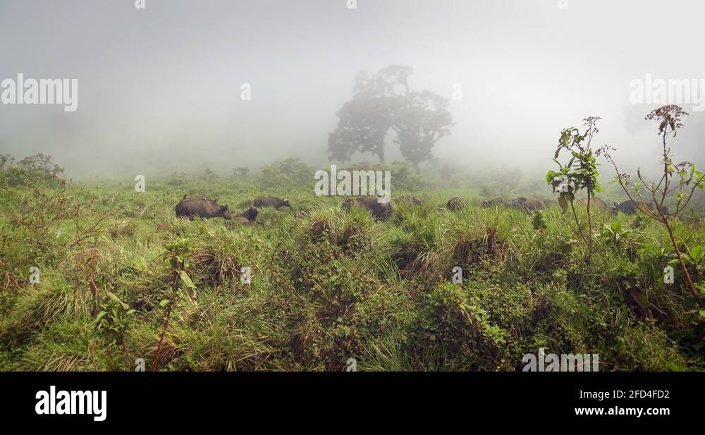 Buffalo herding Stock Videos & Footage - HD and 4K Video Clips - Alamy