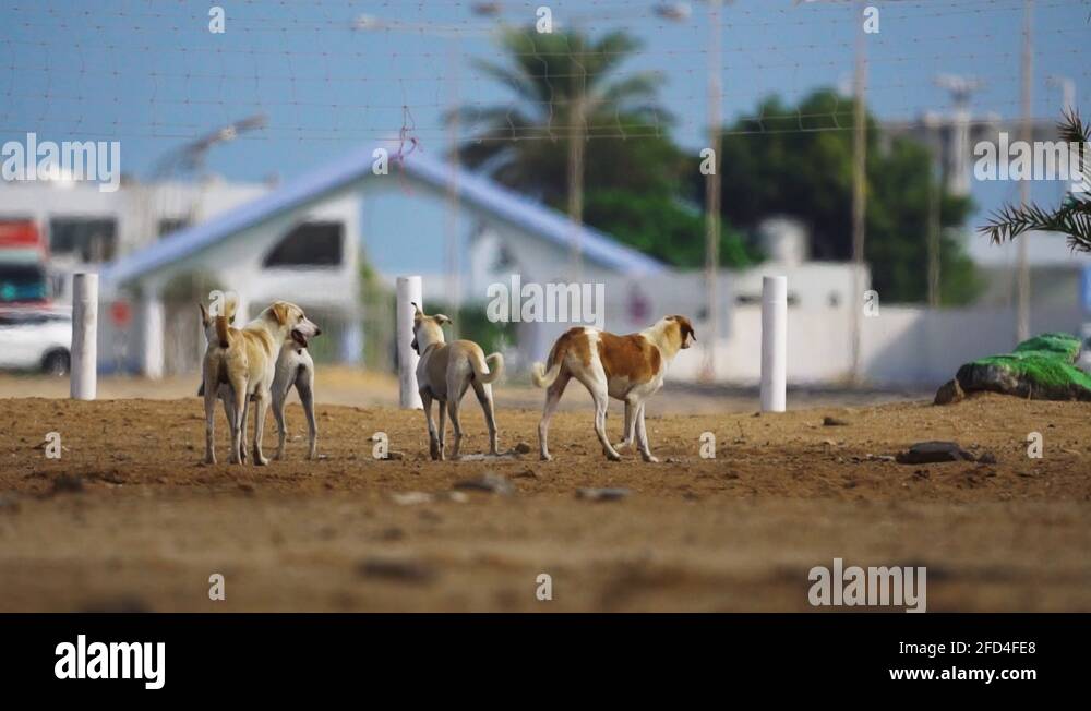 Dog walking rural dogs Stock Videos & Footage - HD and 4K Video Clips ...