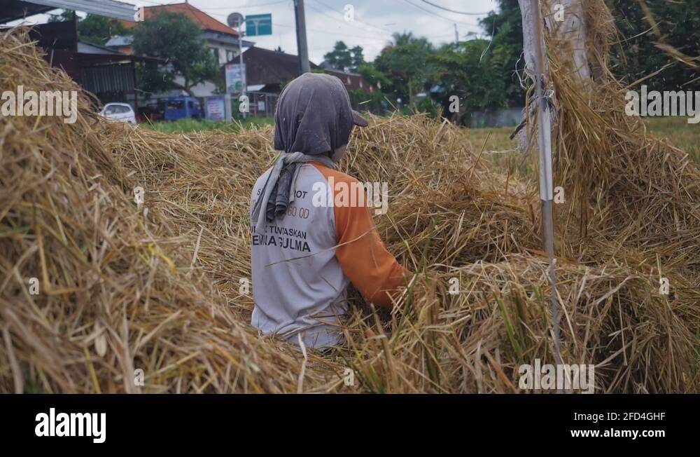 Paddy husk yellow Stock Videos & Footage - HD and 4K Video Clips - Alamy