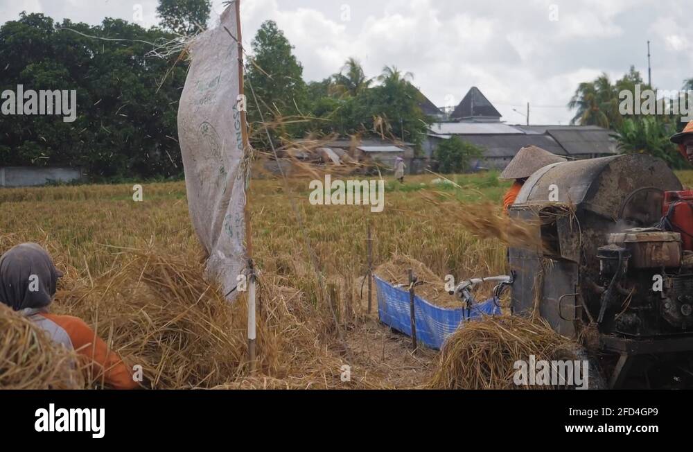 Rice thresher Stock Videos & Footage - HD and 4K Video Clips - Alamy