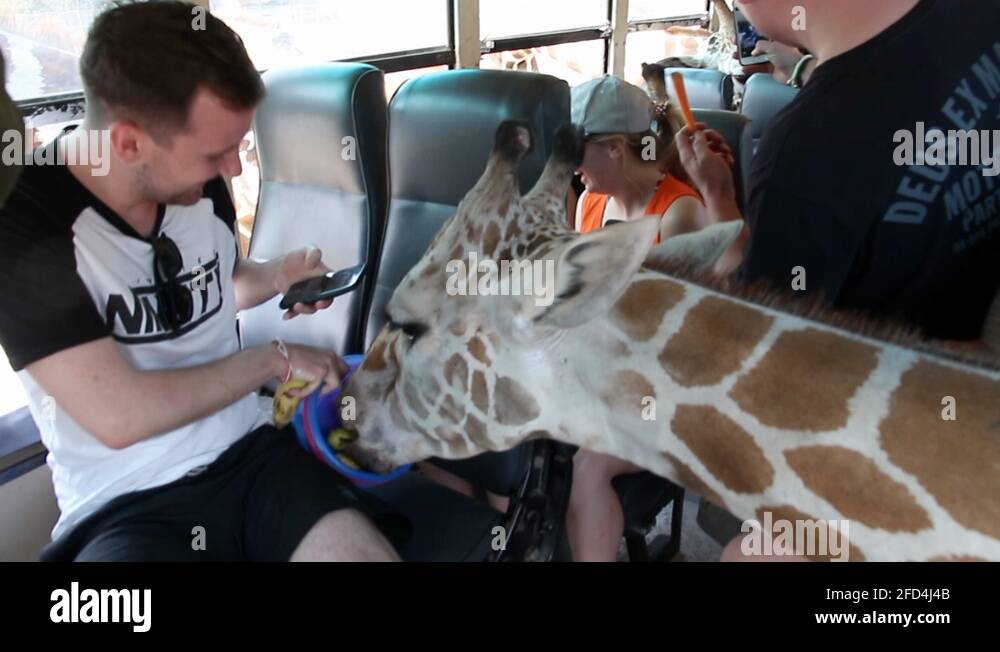 Safari bus and animals Stock Videos & Footage - HD and 4K Video Clips ...