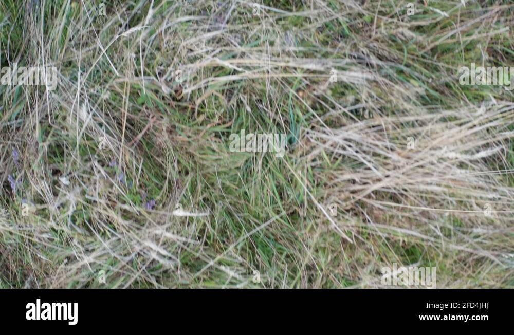 Grass texture perspective Stock Videos & Footage - HD and 4K Video ...