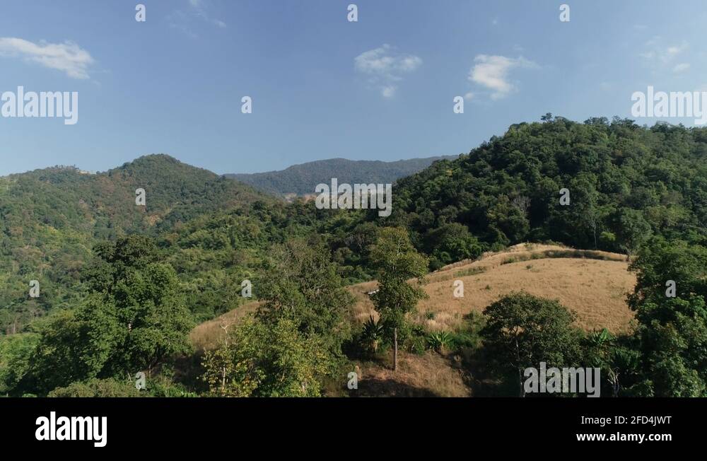 Dry evergreen forest Stock Videos & Footage - HD and 4K Video Clips - Alamy