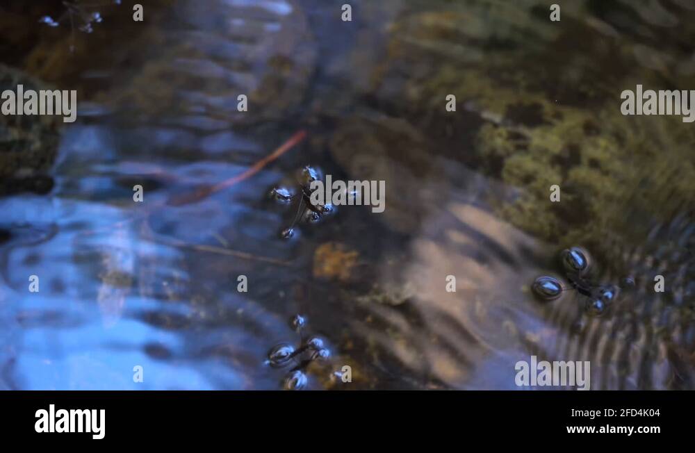 Waterbugs scurrying across the surface of a creek, deep within the ...