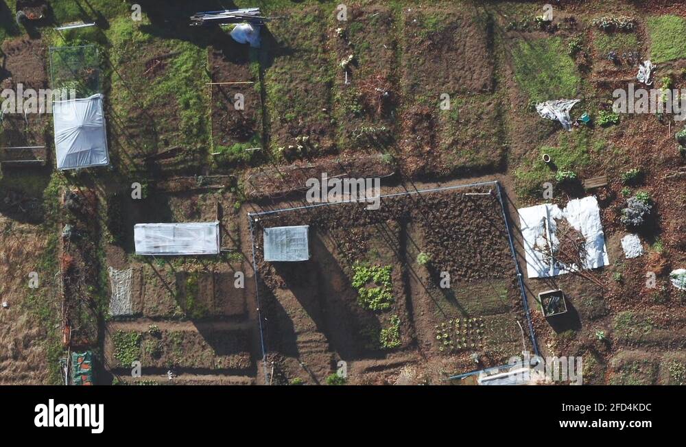 Urban garden allotment, aerial view of community garden with small lots ...