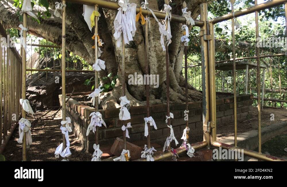 Anuradhapura sri lanka and tree Stock Videos & Footage - HD and 4K ...