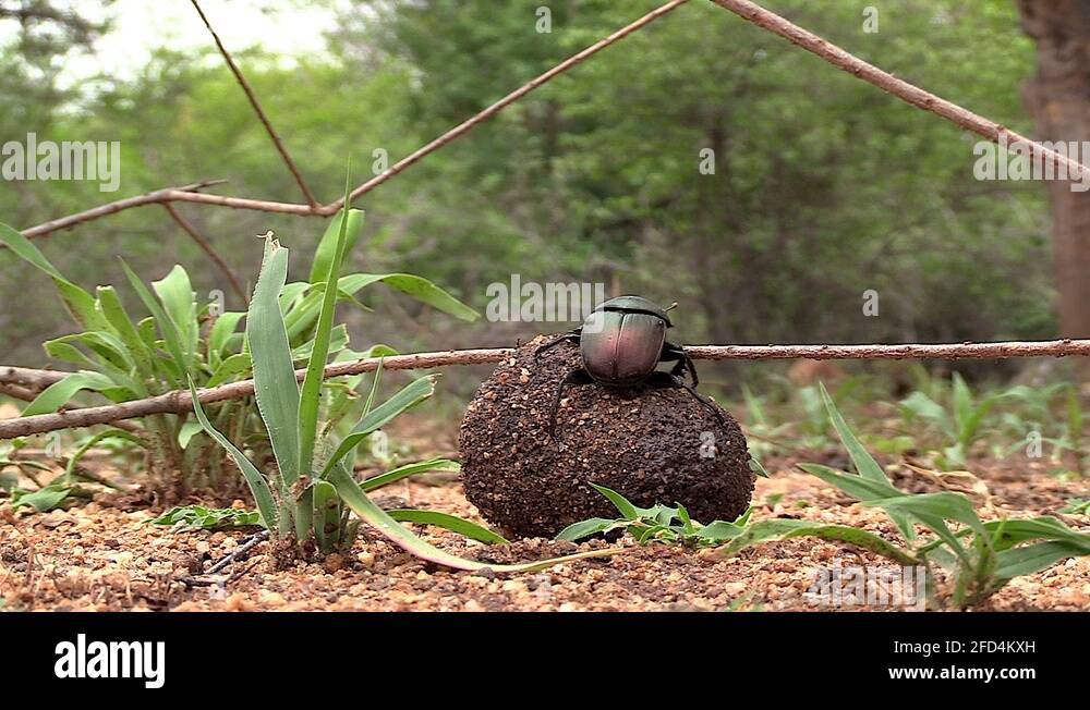 The dung beetle Stock Videos & Footage - HD and 4K Video Clips - Alamy
