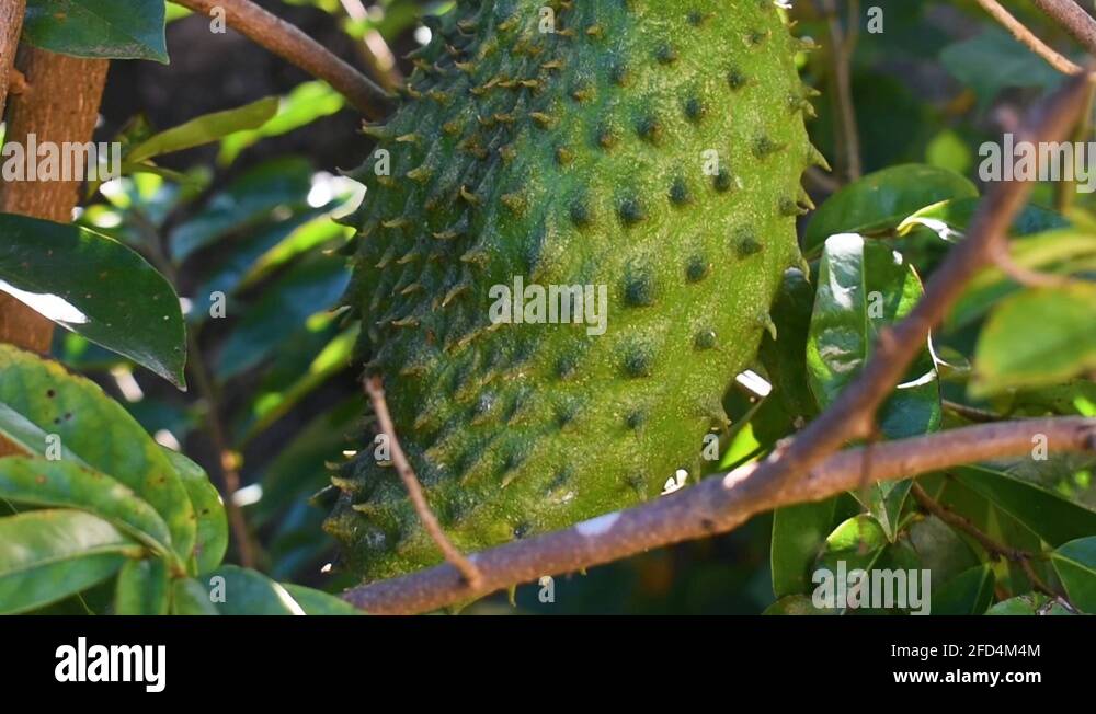 Soursop tree annona muricata Stock Videos & Footage - HD and 4K Video ...