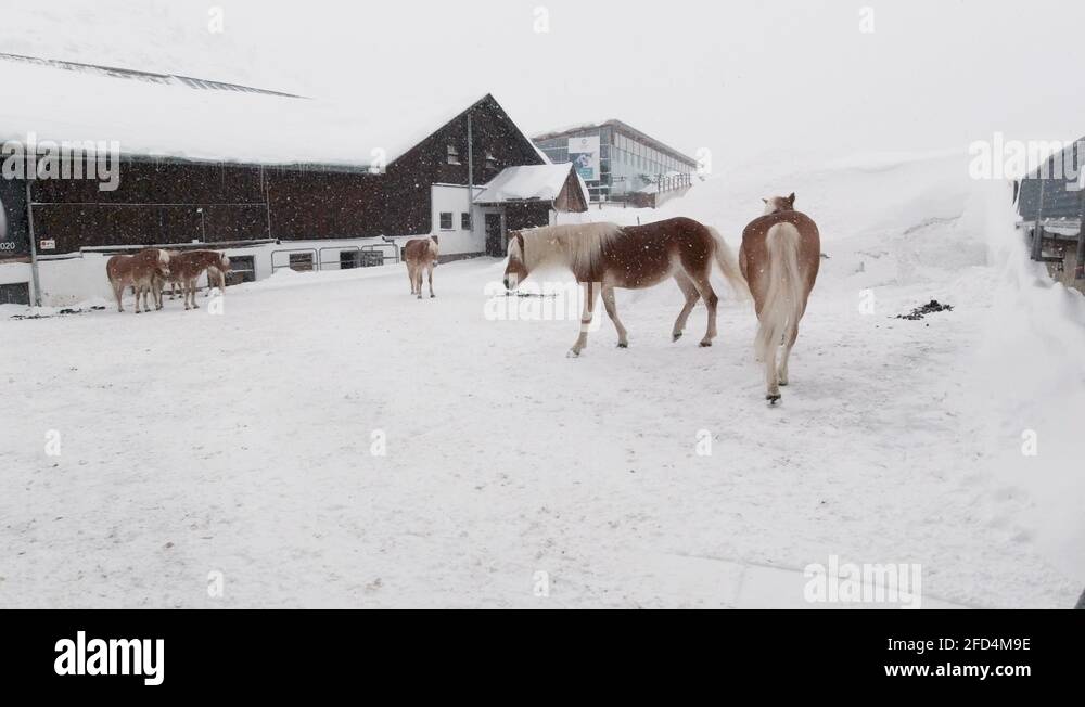 Paddock enclosure Stock Videos & Footage - HD and 4K Video Clips - Alamy