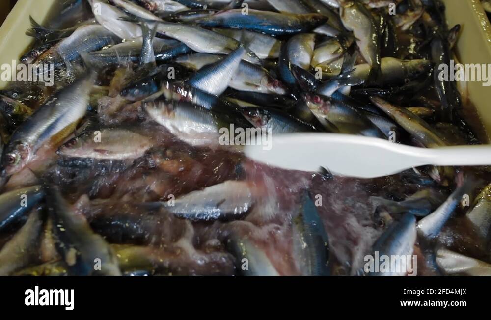 Worker stiring with paddle fish in salt water. Fish Processing Plant at ...