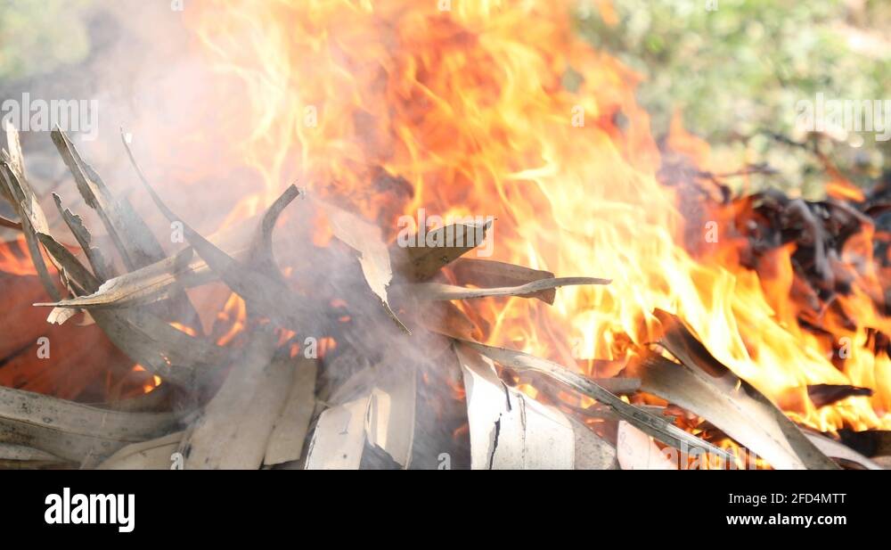 Dry coconut tree leaf Stock Videos & Footage - HD and 4K Video Clips ...