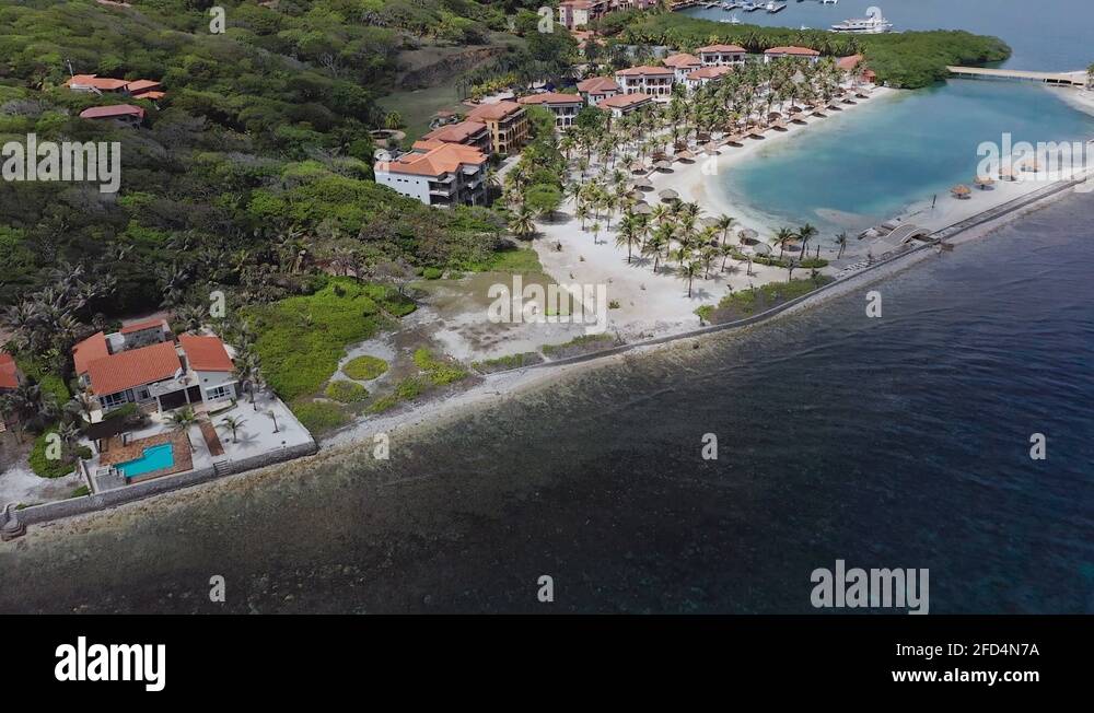 Parrot tree Stock Videos & Footage - HD and 4K Video Clips - Alamy