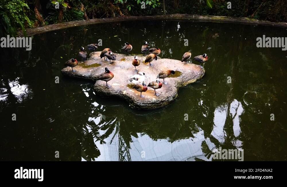 Ducks on rock Stock Videos & Footage - HD and 4K Video Clips - Alamy