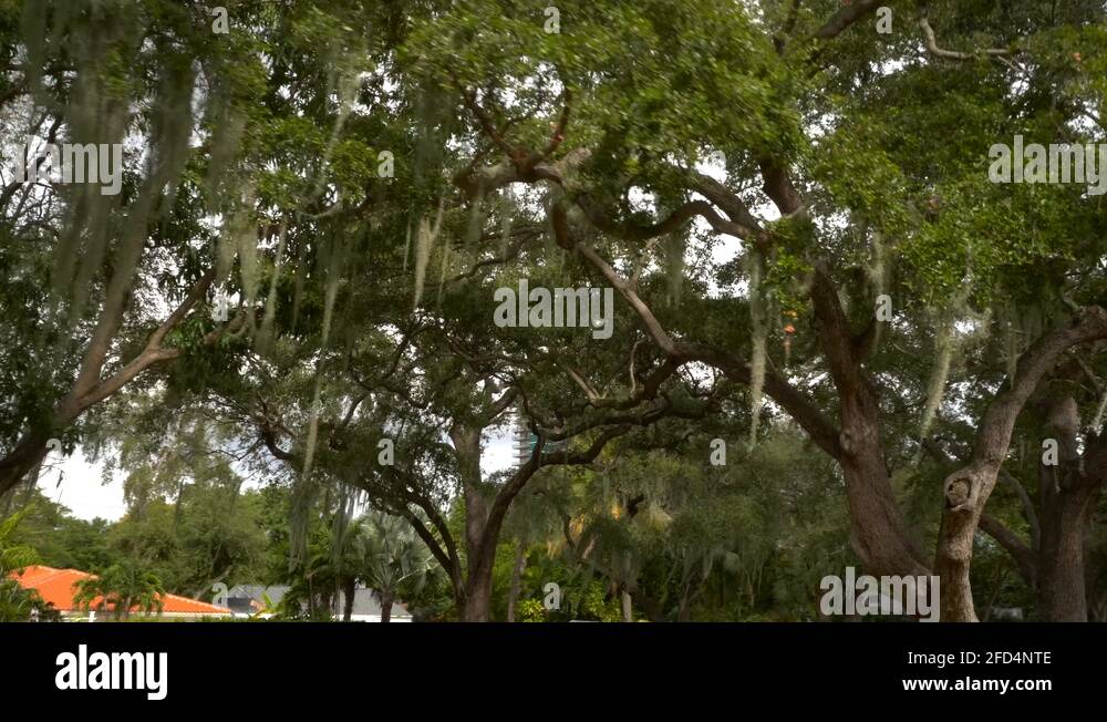 Live oak trees Stock Videos & Footage - HD and 4K Video Clips - Alamy