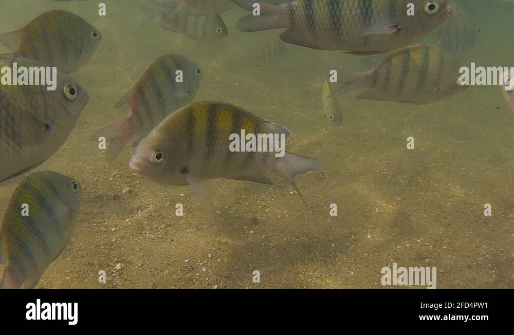 Brazil underwater sea Stock Videos & Footage - HD and 4K Video Clips ...