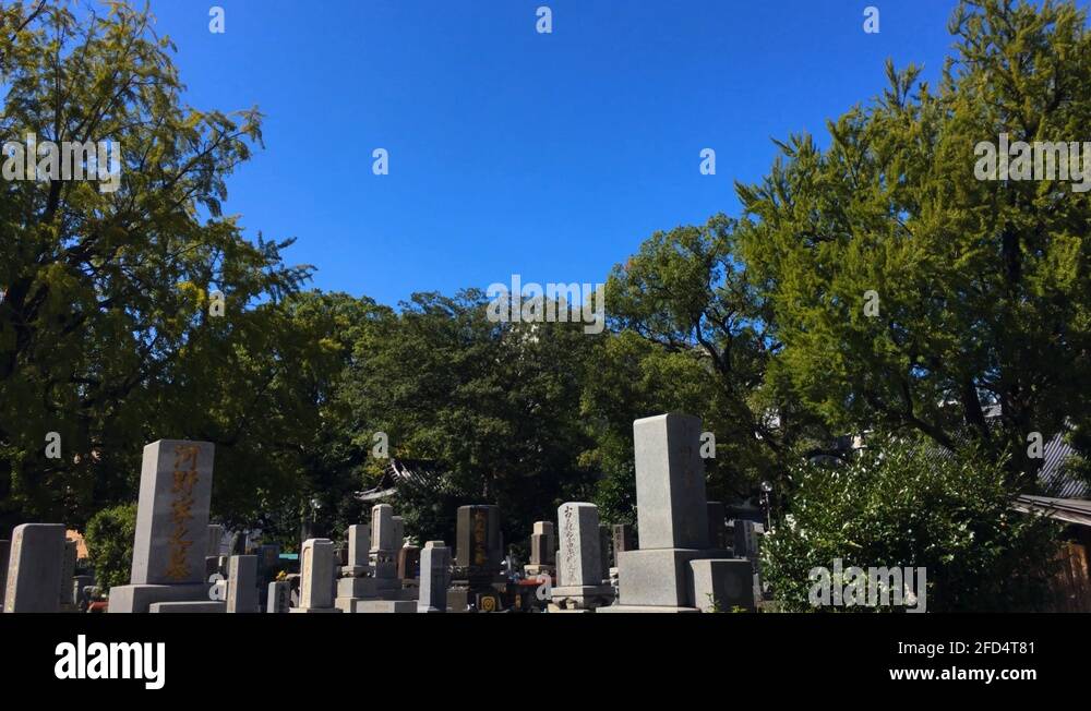 Green Trees In Cemetery Of Junshoji Temple. Fukuoka Japan Stock Video ...