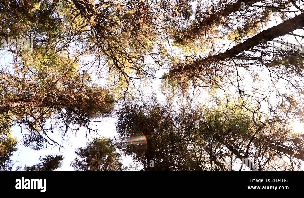 A Canadian coniferous forest with an upside-down view Stock Video ...