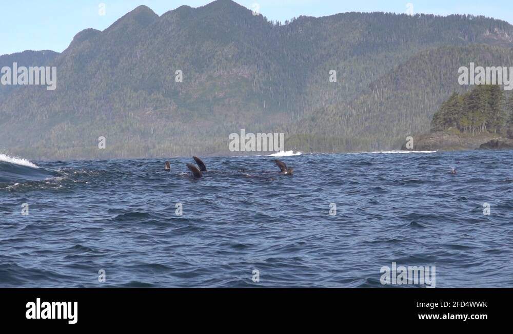 Shark fins pacific Stock Videos & Footage - HD and 4K Video Clips - Alamy