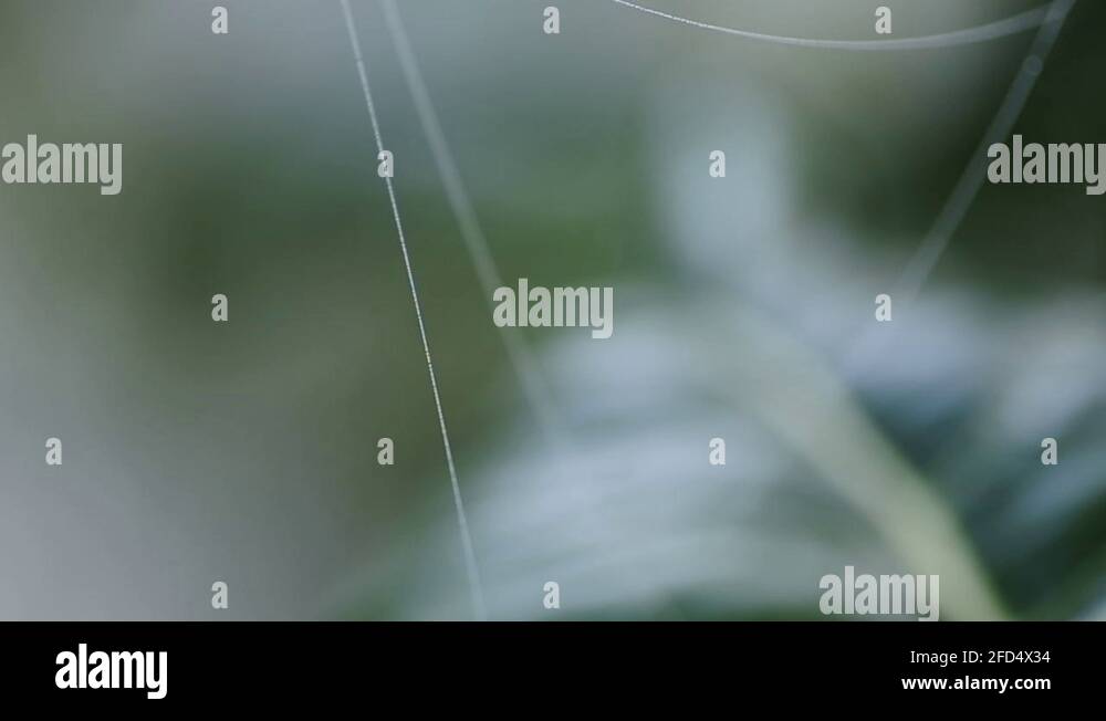 Spider web thread Stock Videos & Footage - HD and 4K Video Clips - Alamy