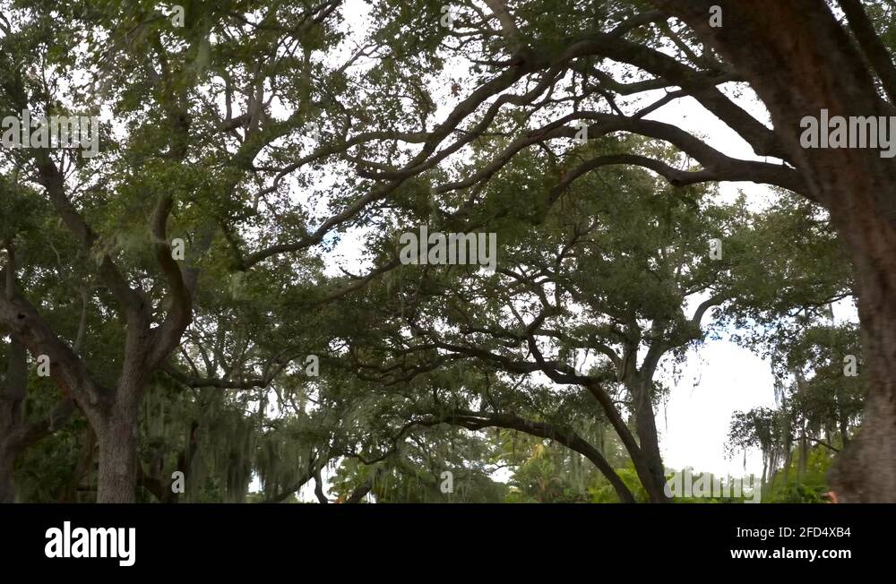 Willow oak trees Stock Videos & Footage - HD and 4K Video Clips - Alamy
