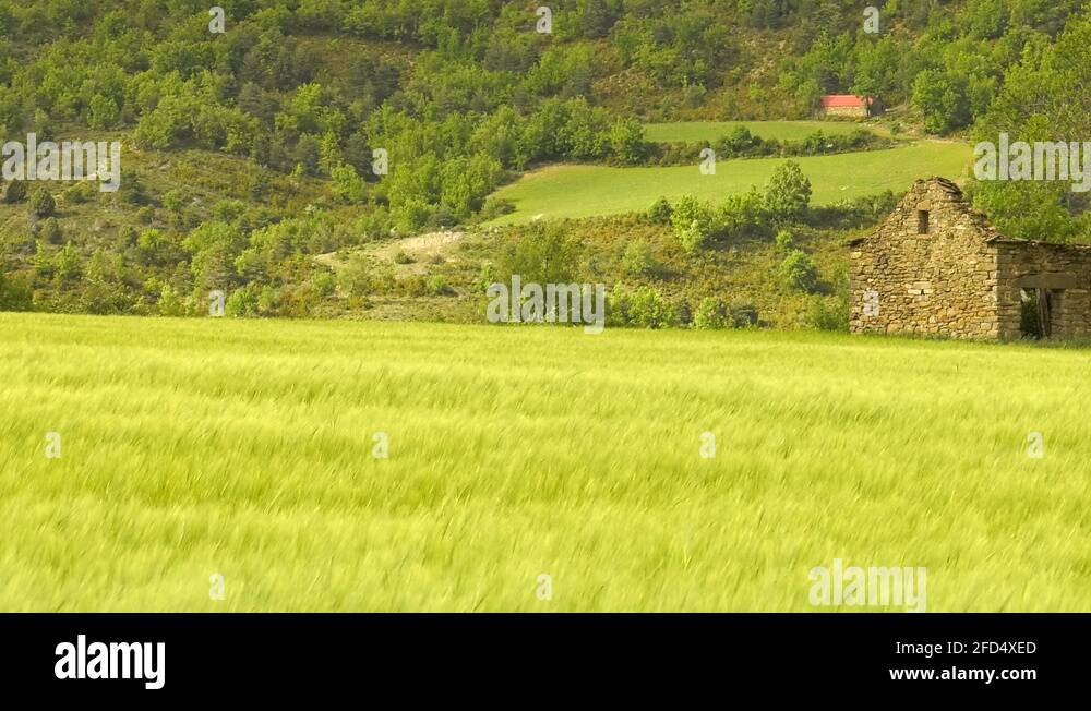 Green field stone Stock Videos & Footage - HD and 4K Video Clips - Alamy