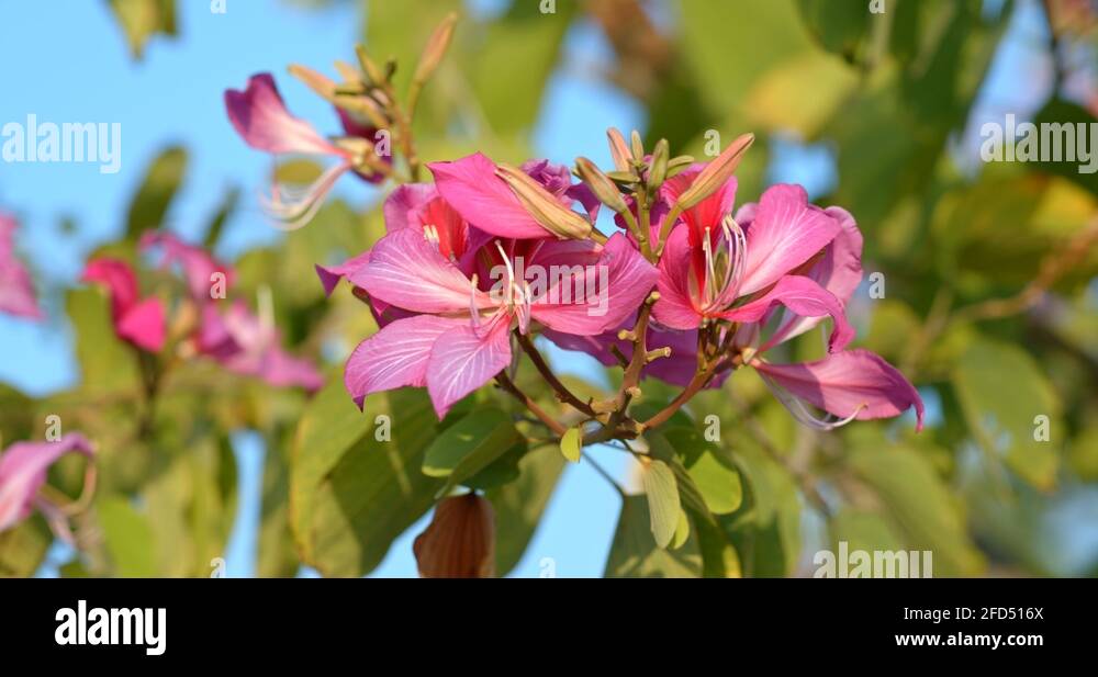 Bauhinia purpurea orchid tree purple Stock Videos & Footage - HD and 4K ...